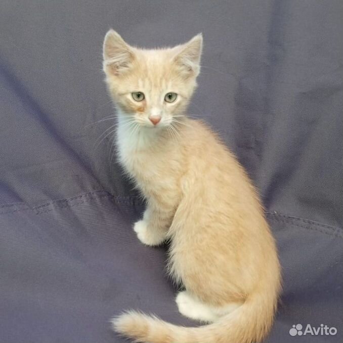 Маленькое солнышко ищет дом