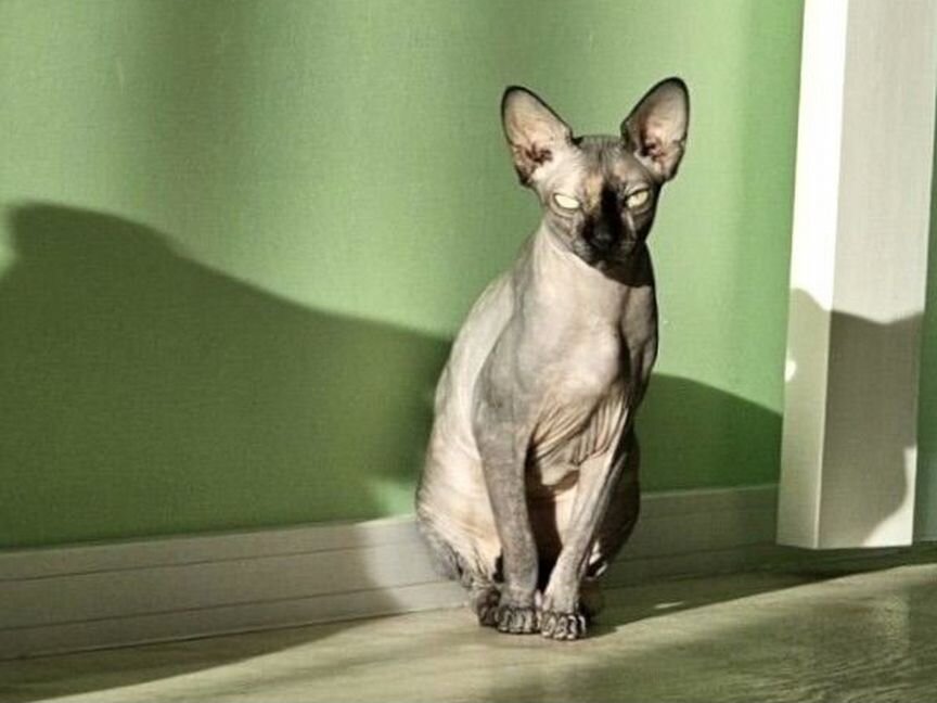 Умная девочка кошка канадский сфинкс ищет дом