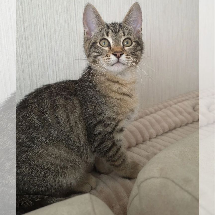 Котенок