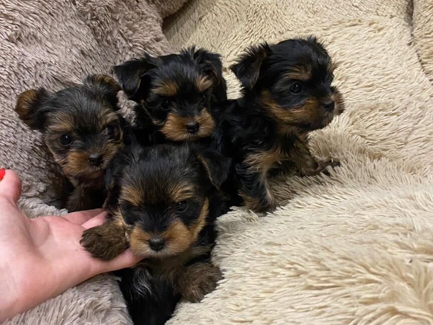 Йоркширский терьер щенки