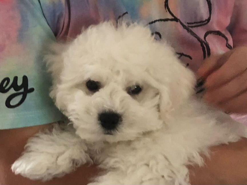 Бишон фризе щенок