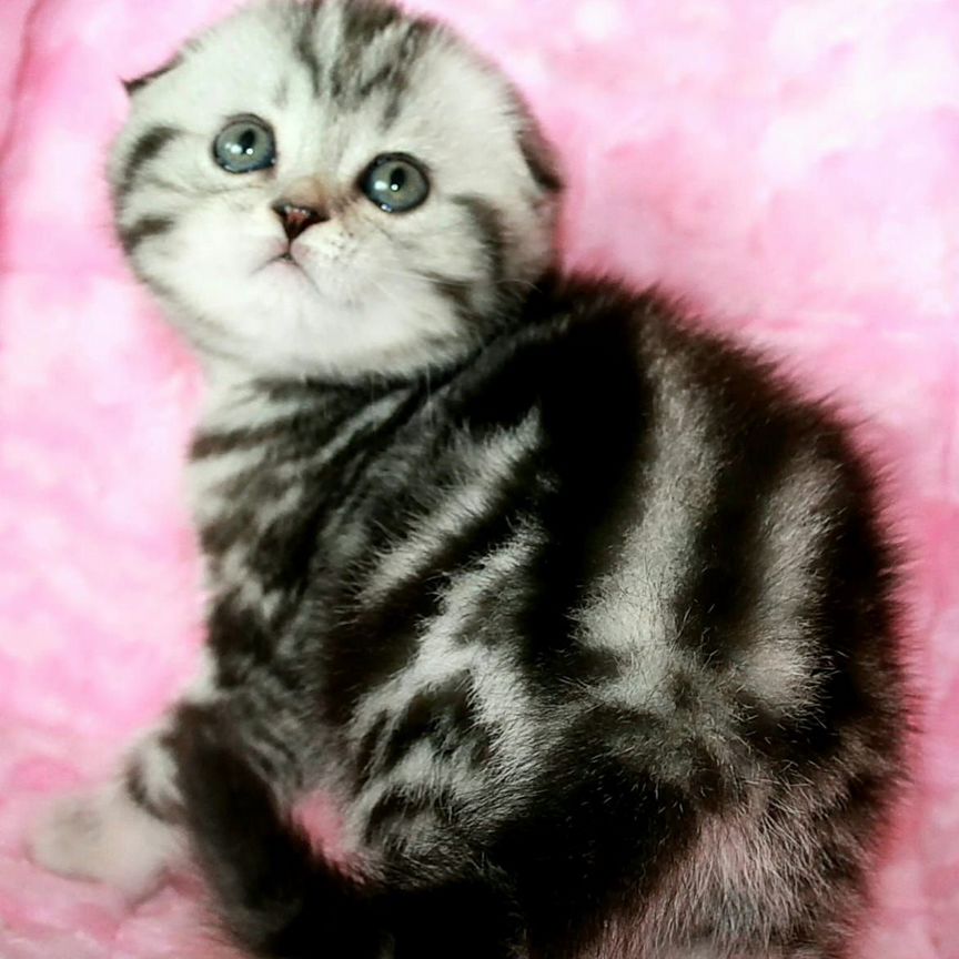 Шикарные мраморные вислоушки)