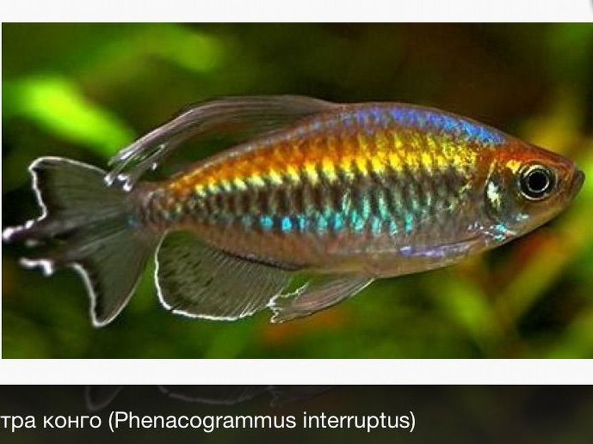Самцов тетры Конго