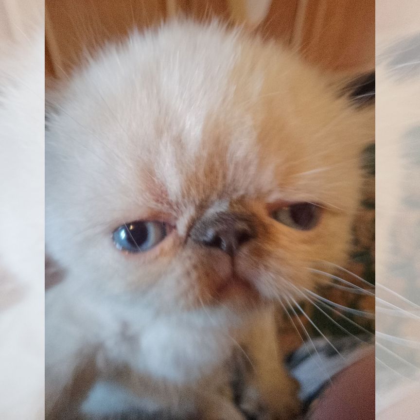 Персидский котёнок
