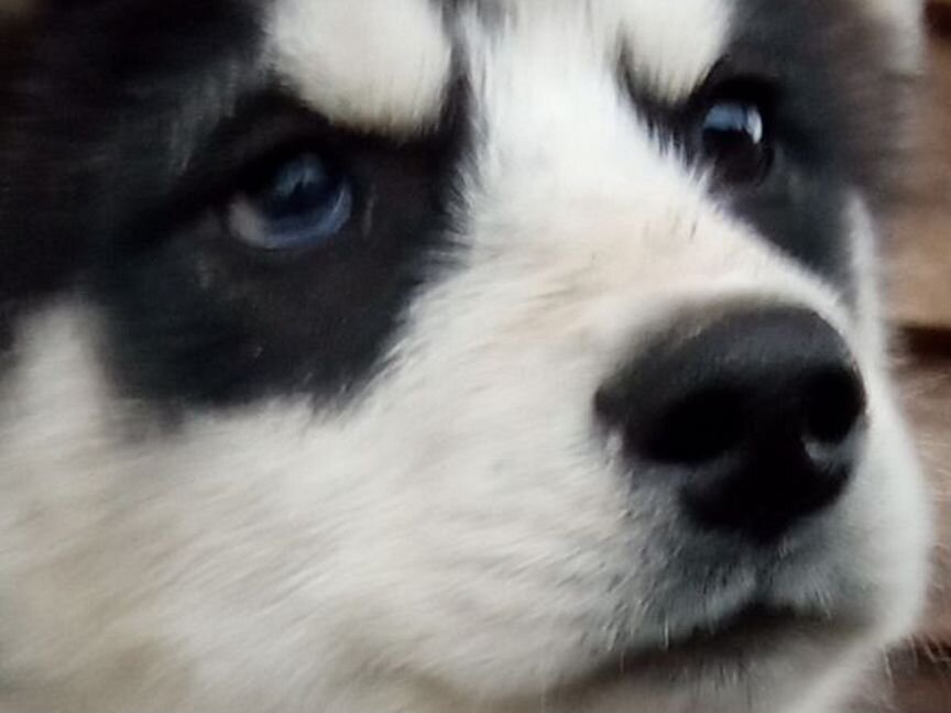 Щенок хаски 4 месяца