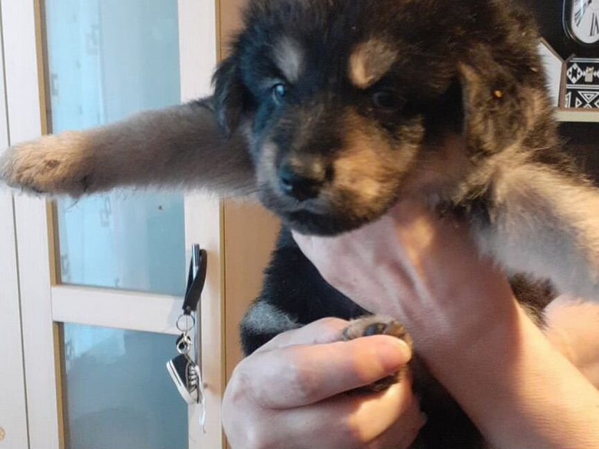 Отдам бесплатно щенков дворняги