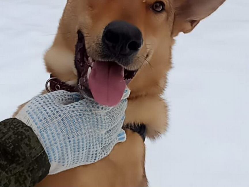 Ласковая собака ждёт своего человека