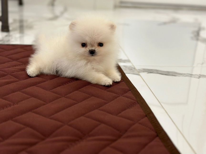 Шпиц мини, померанцы