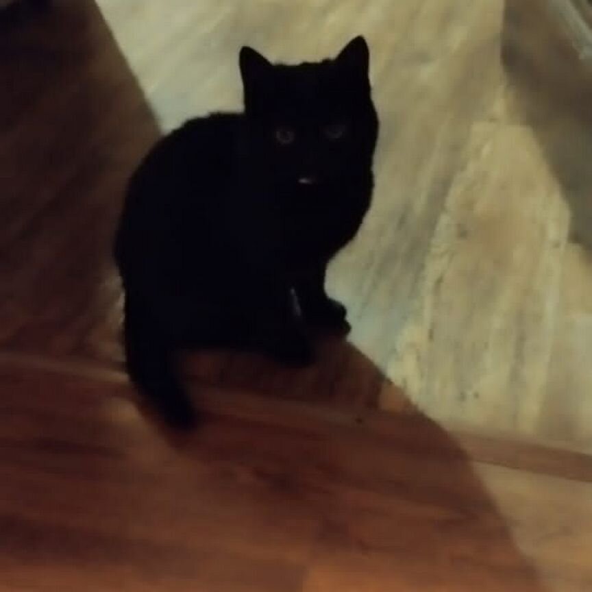 Найден котёнок