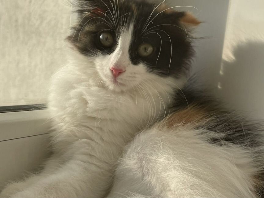 Вислоухие котята