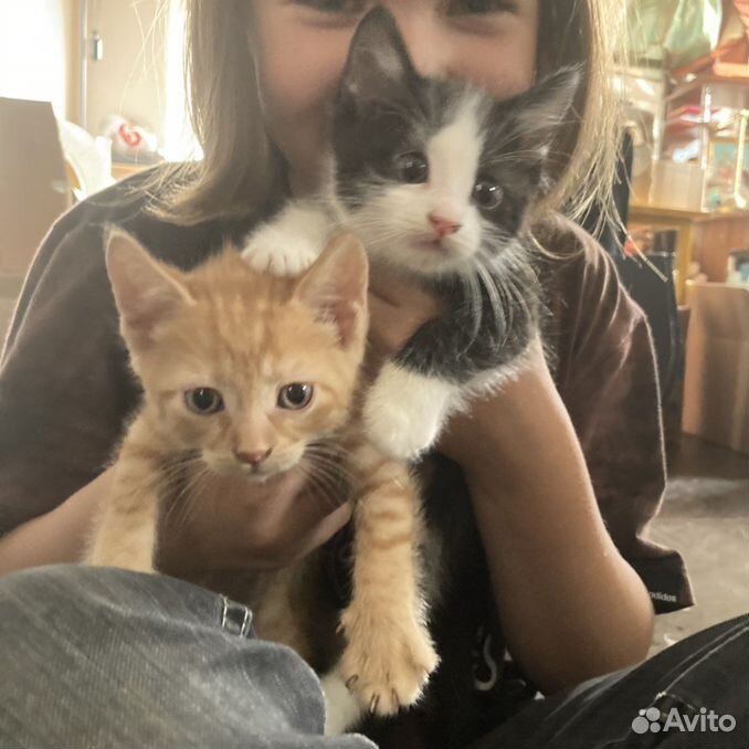 Феликс и Феникс