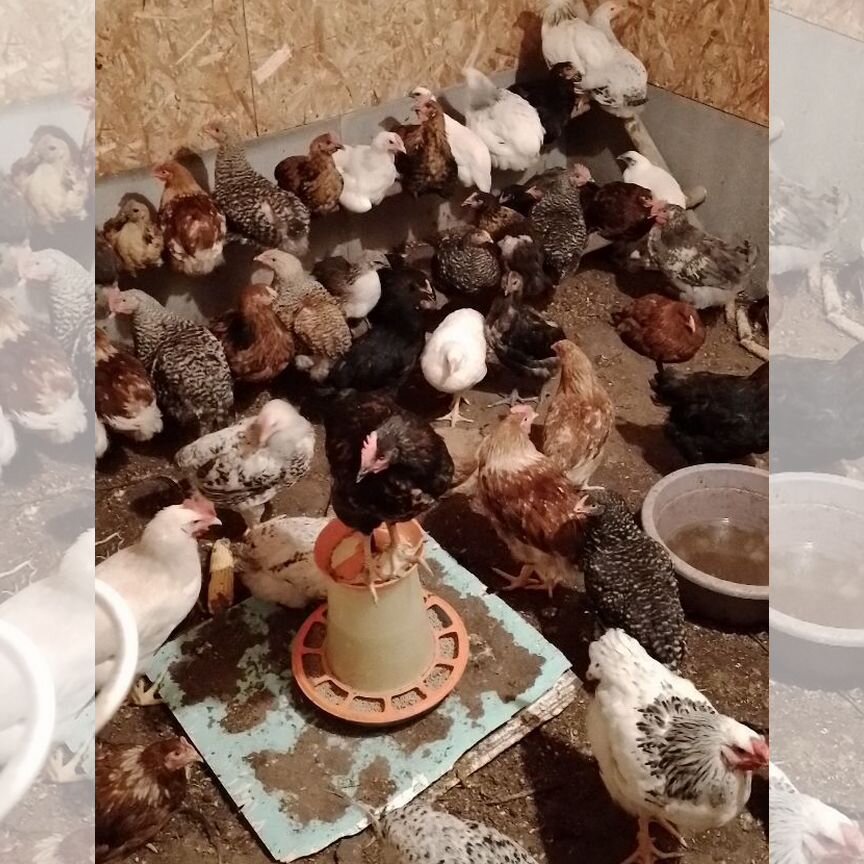 Цаплята подрощенные и суточные