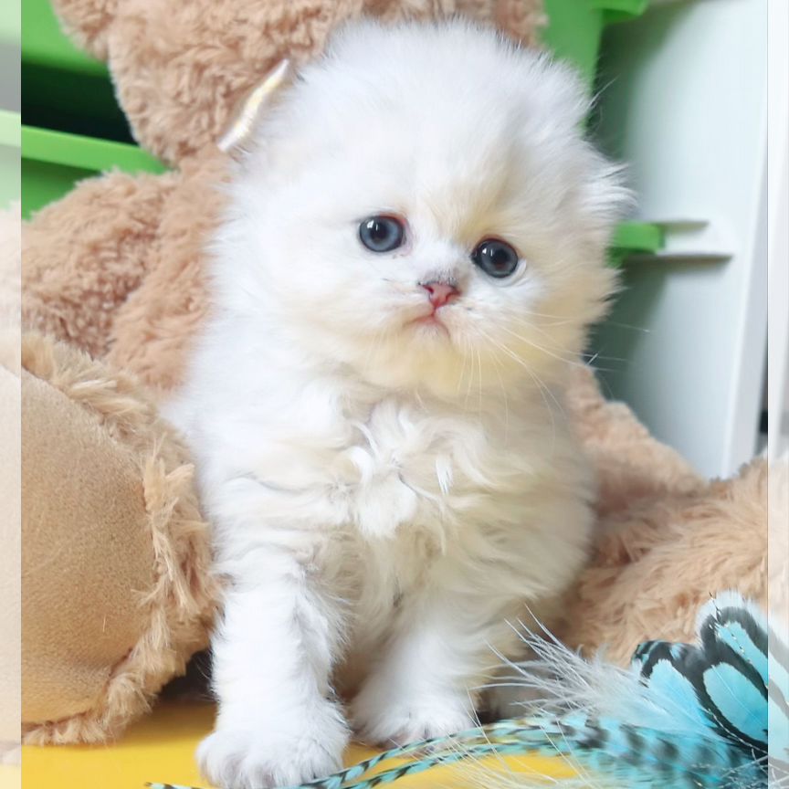 Шотладские вислоухие котята