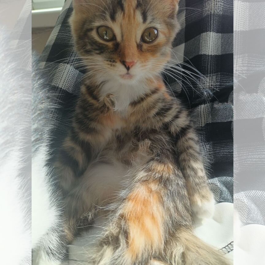 Кошка в добрые руки