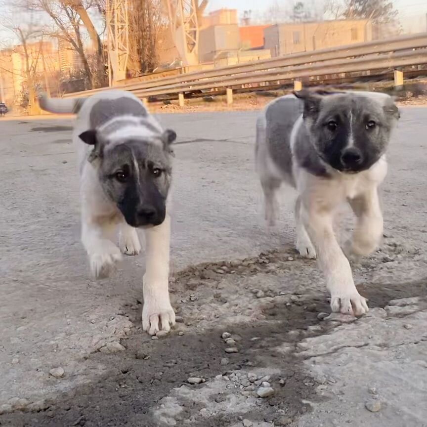 2 щенка (девочки) 4 месяца