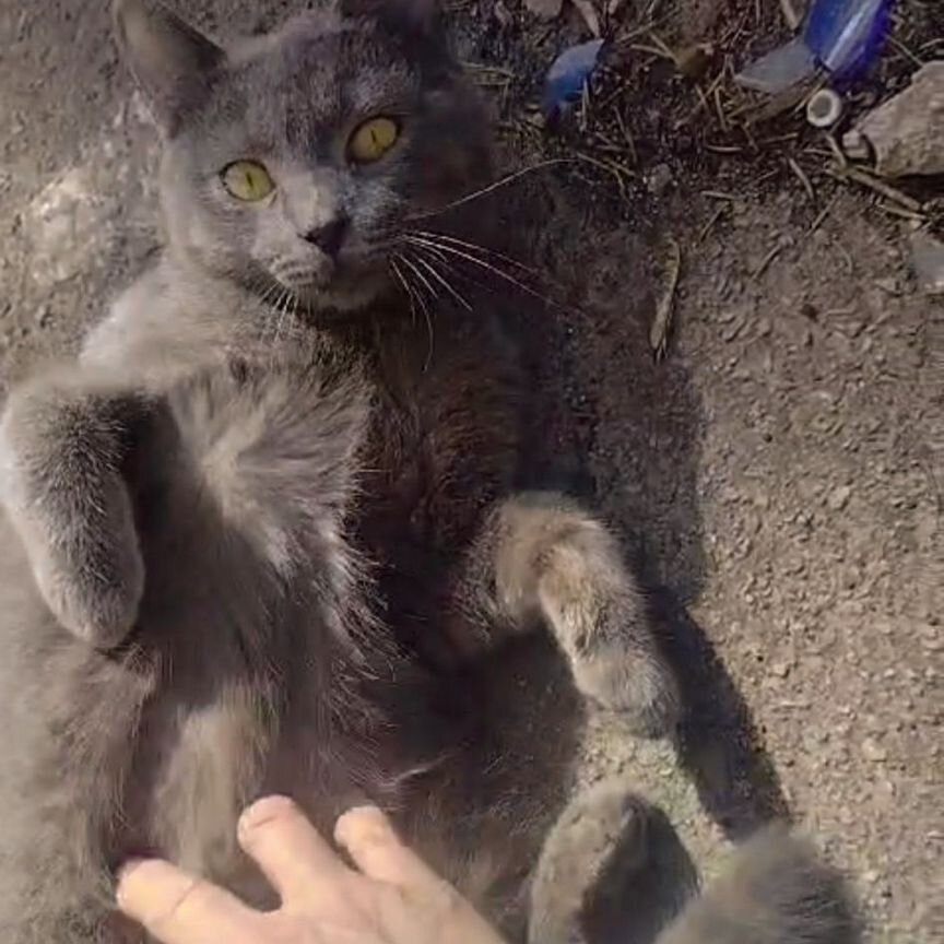 Котенок в добрые руки