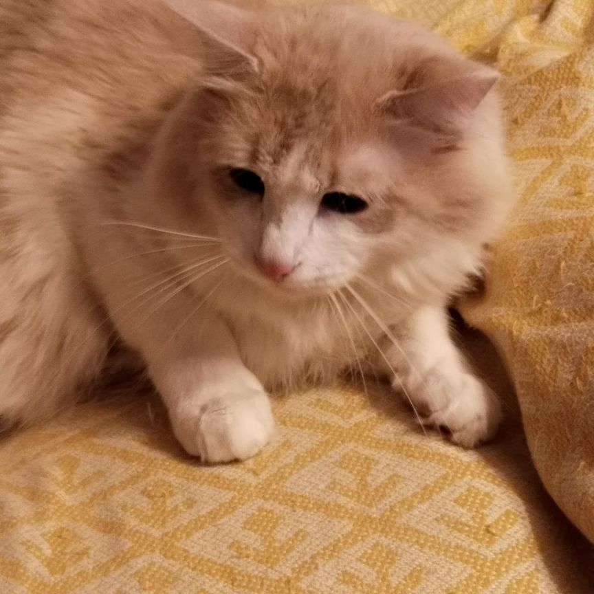 Кот ищет дом