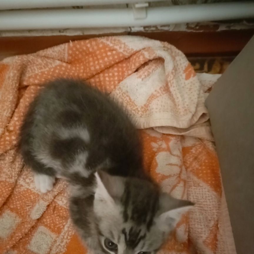 Котик и кошка исчат своя семью