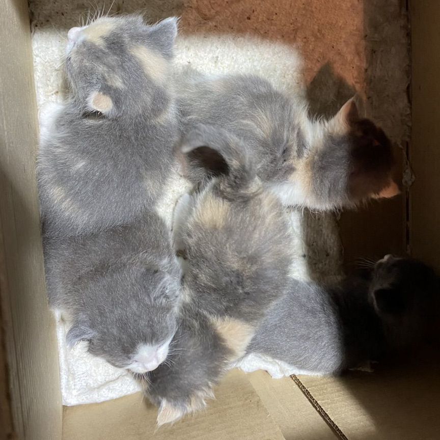 Котята в добрые руки