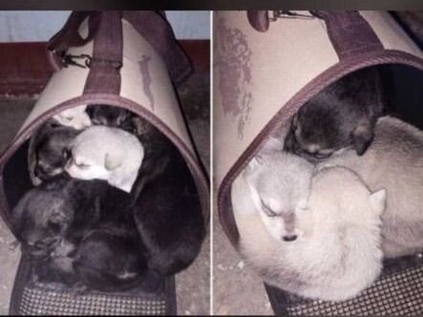 Щенки в добрые руки