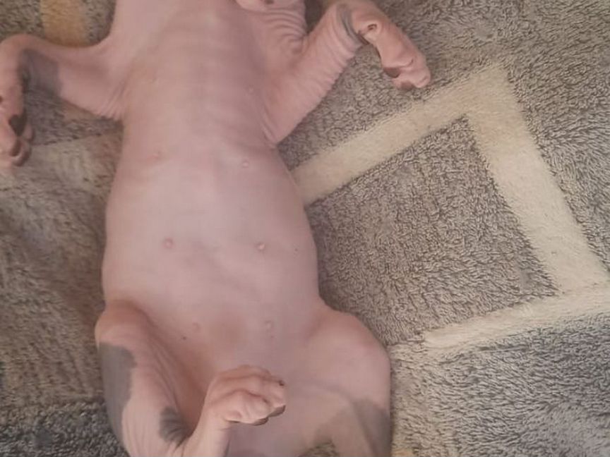 Котята эльфы