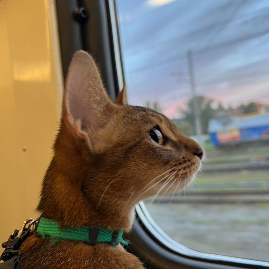 Абесинская кошка