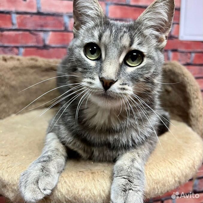 Кошка Алиса с очень гручтыми глазами 2 года
