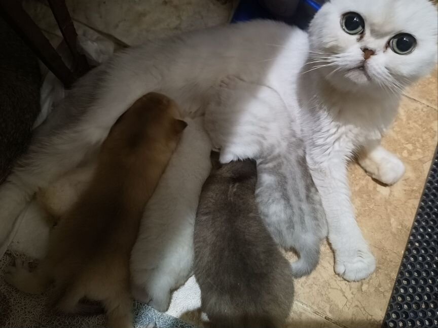 Шотландские котодетки