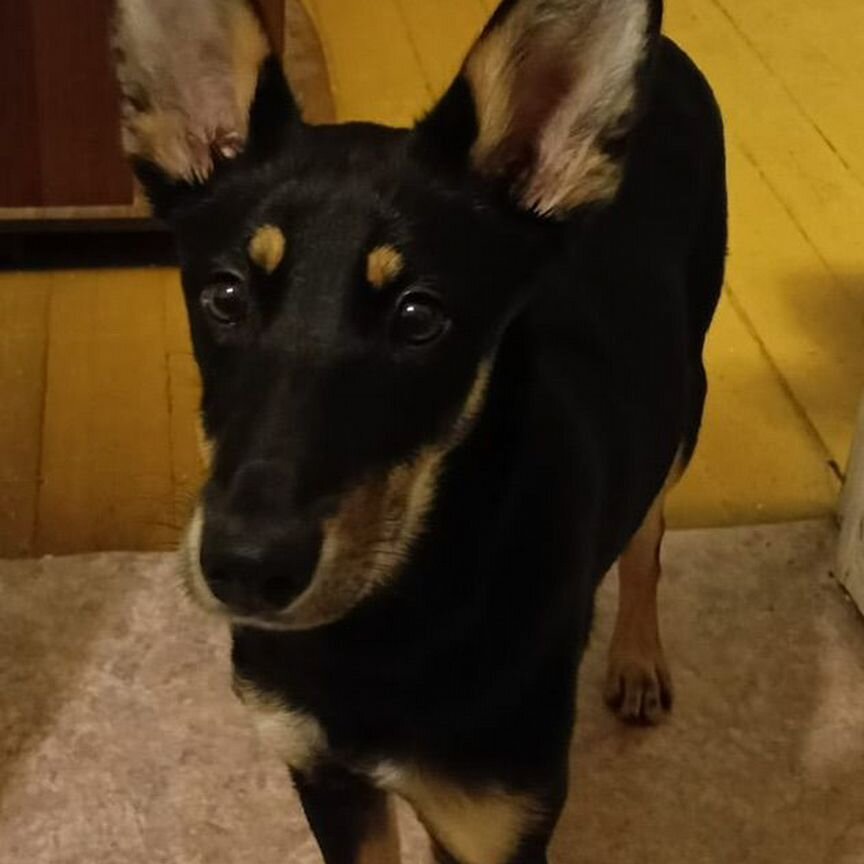 Щенок Бемби в добрые руки