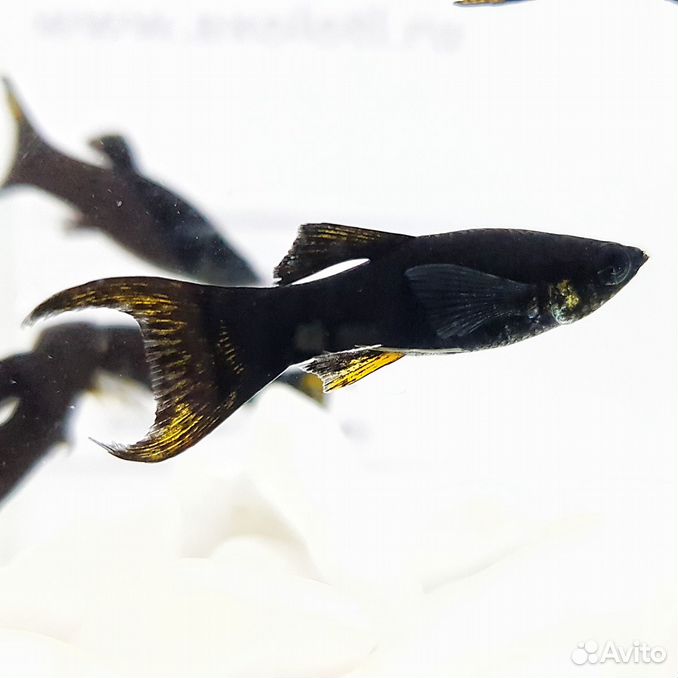 Моллинезия Черная Лира (арт 5035)