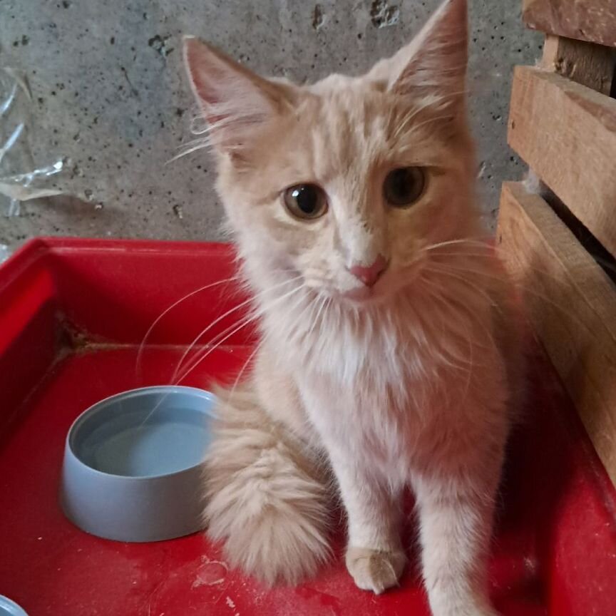 Кошечка персикового цвета бесплатно