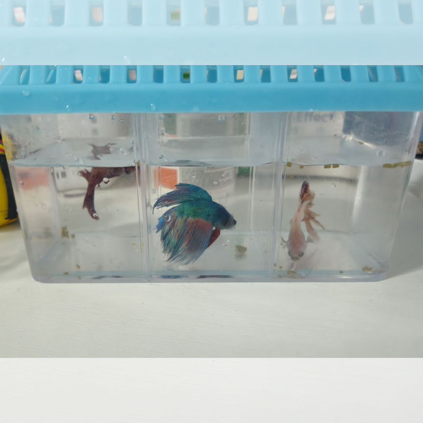 Рыбка петушок