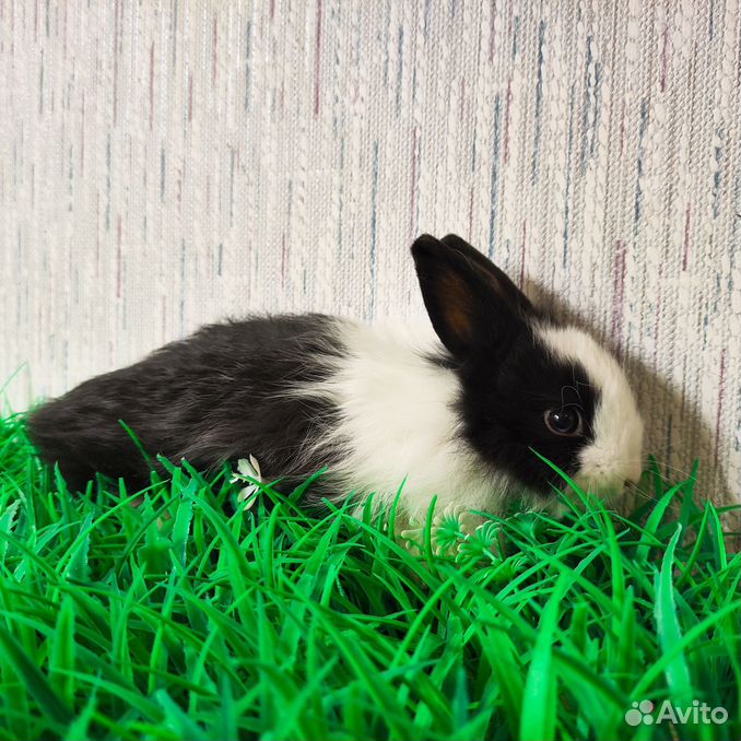 Карликовый кролик мини - очень редкий