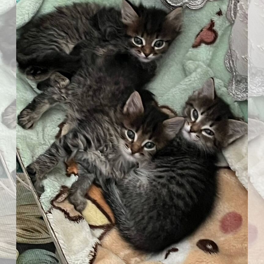 Котёнок в добрые руки