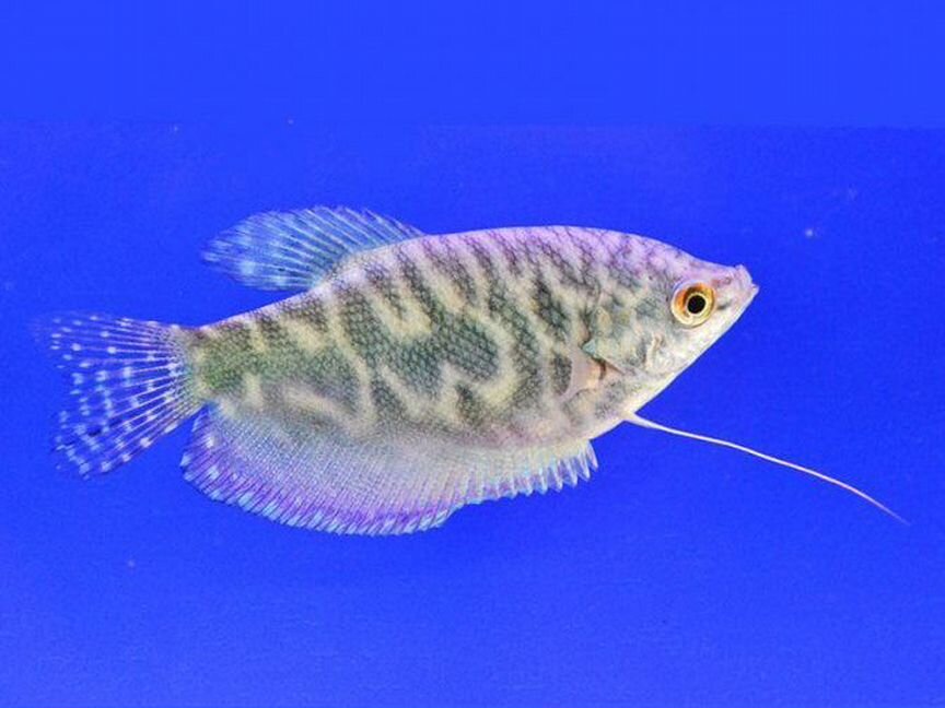 Аквариумные рыбки и растения