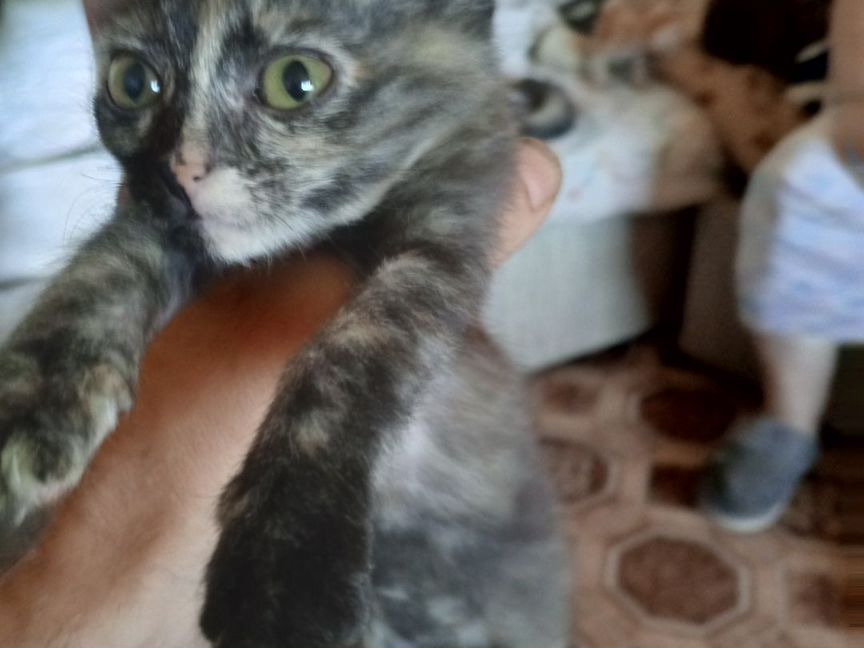 Кошечка 2месяца, приученыа к лотку ест все