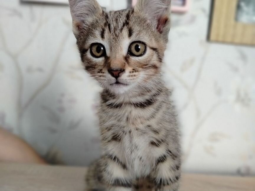 Котёнок