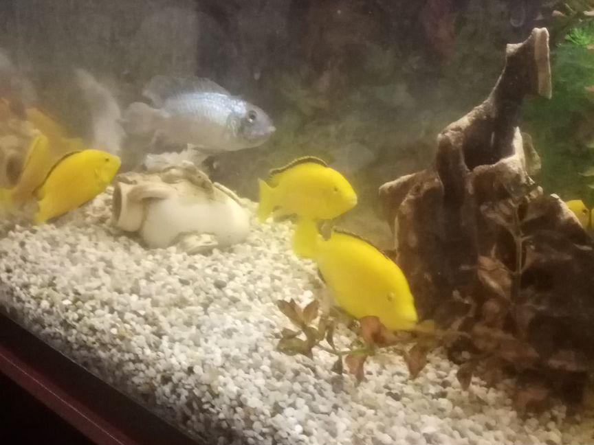 Рыба Лабидохромис Еллоу
