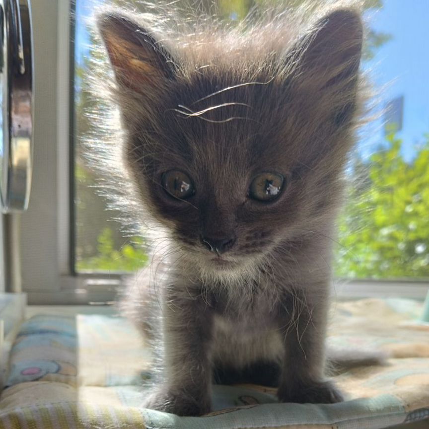 Котёнок в добрые руки