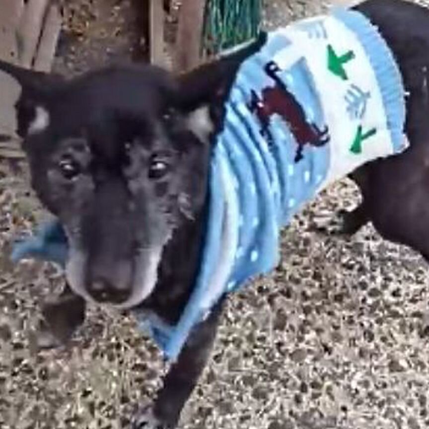 Старый песик доживает свои годы в приюте