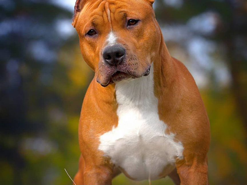 Строгий ошейник для собак