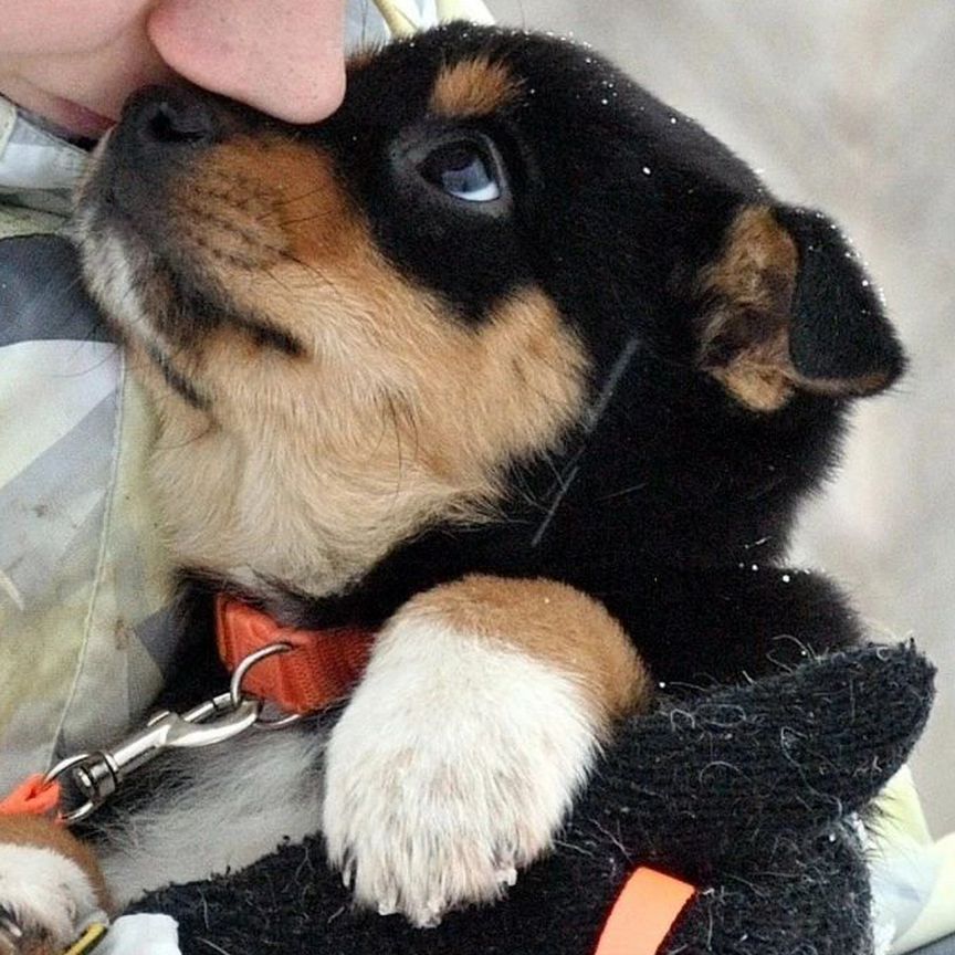 Щенок Иришка, 3 месяца