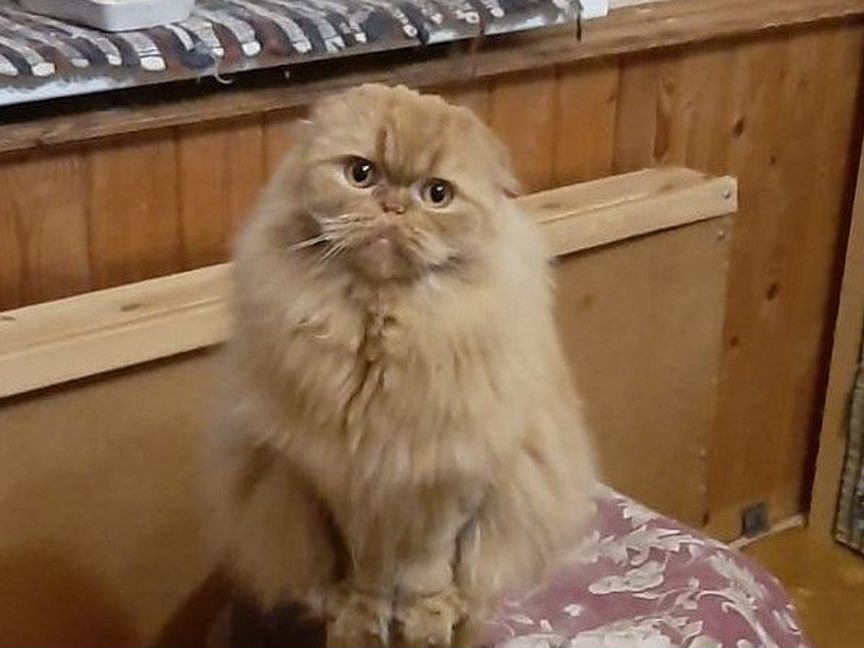 Кот вислоухий