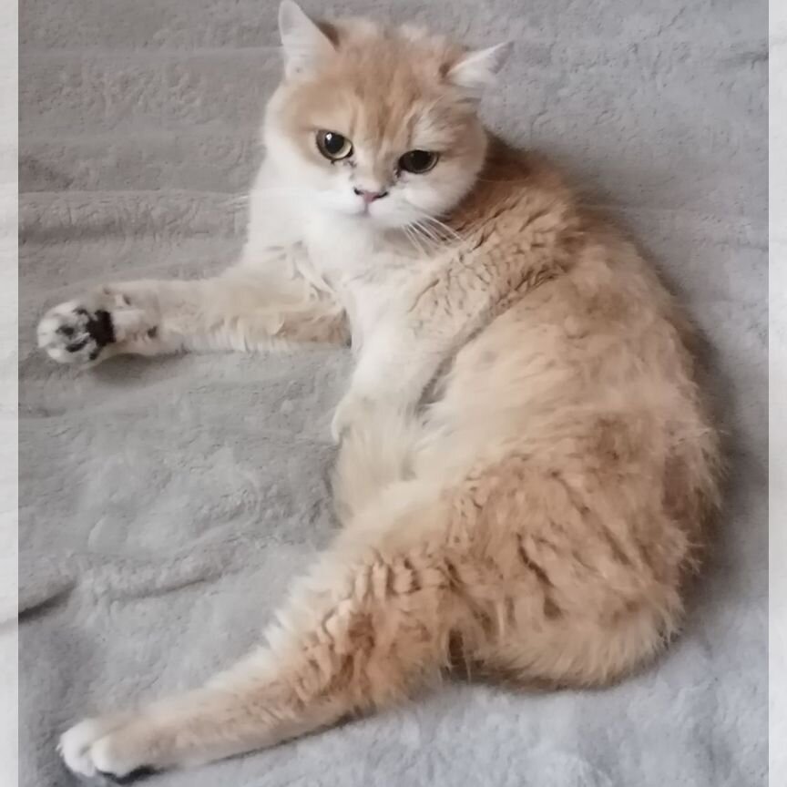 Отдам в добрые руки
