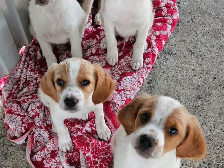 Бретонский Эпаньоль