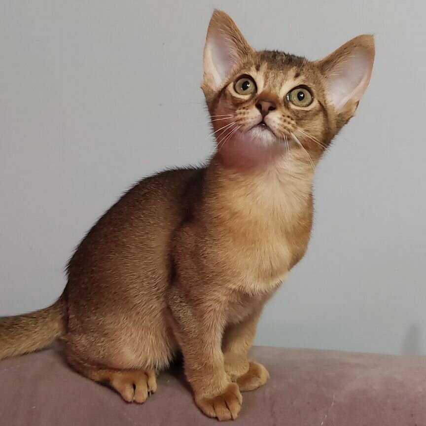 Абиссинская малышка, кошечка Агуша