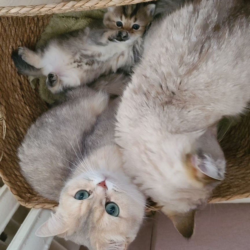 Британский котёнок Варенька. Шиншилла Москва