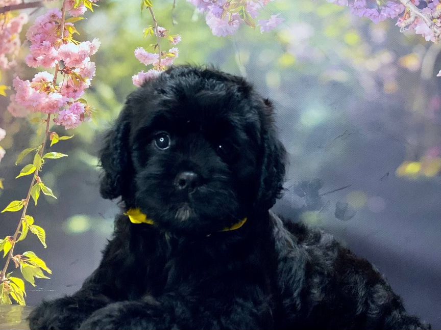 Мальчик кавапу