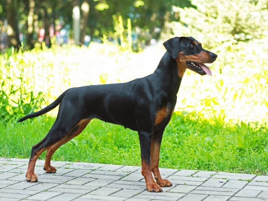 Немецкий пинчер щенки