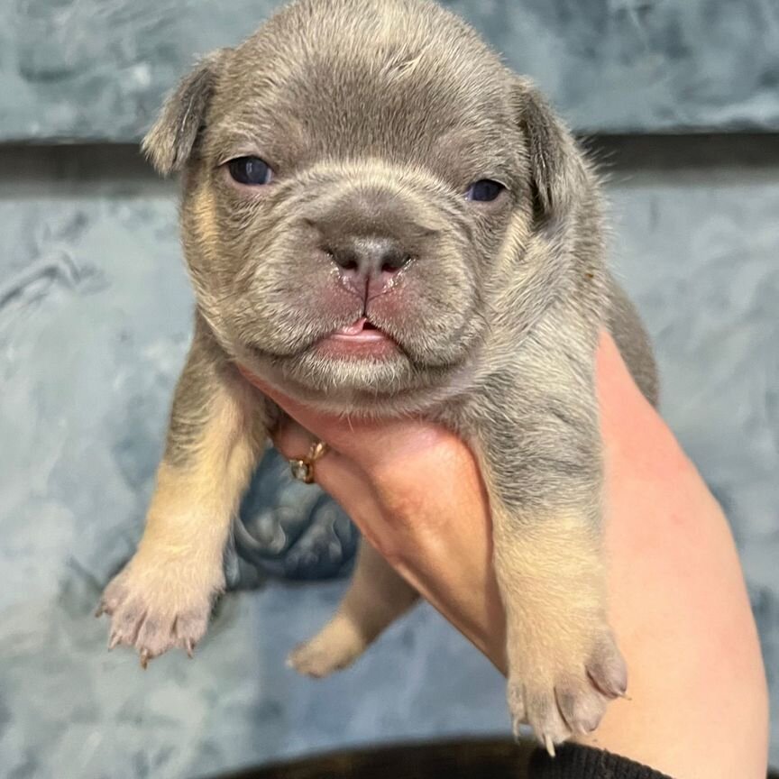 Французские круасанчики